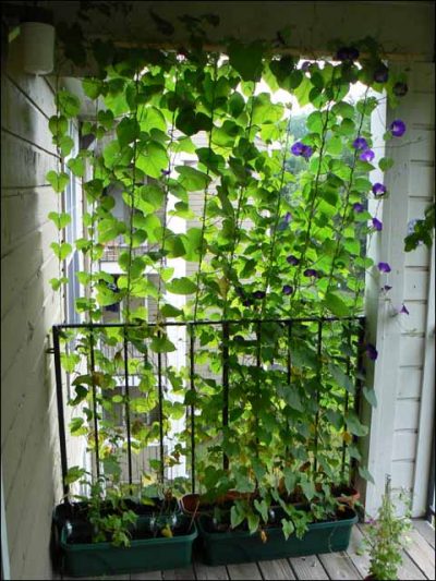 28 Awesome DIY Outdoor Privacy Screen Ideas with Picture