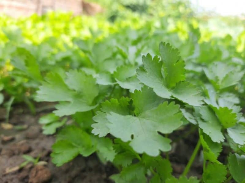 How to Grow Cilantro At Home Easily (In 3 Simple Steps)
