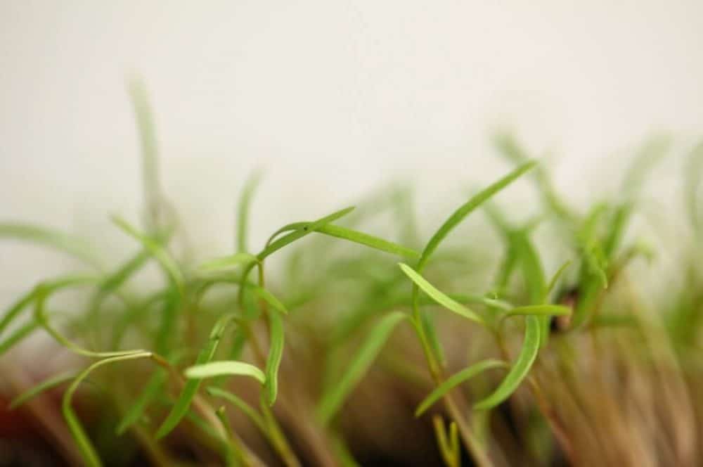 How to Grow Dill At Home (A Beginner's Guide)