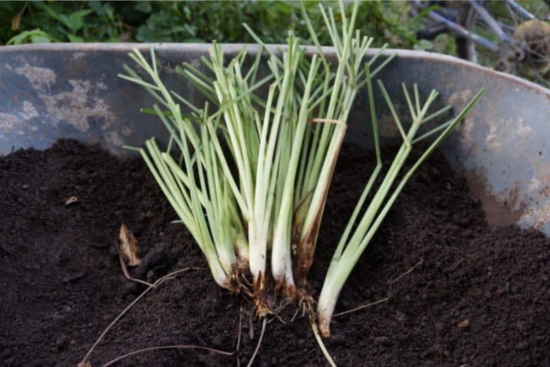 How to Grow Lemongrass At Home (A Beginner's Guide)