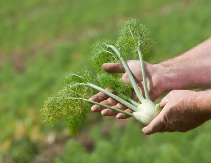 How to Grow Fennel in Your Home Garden (Easy Methods)