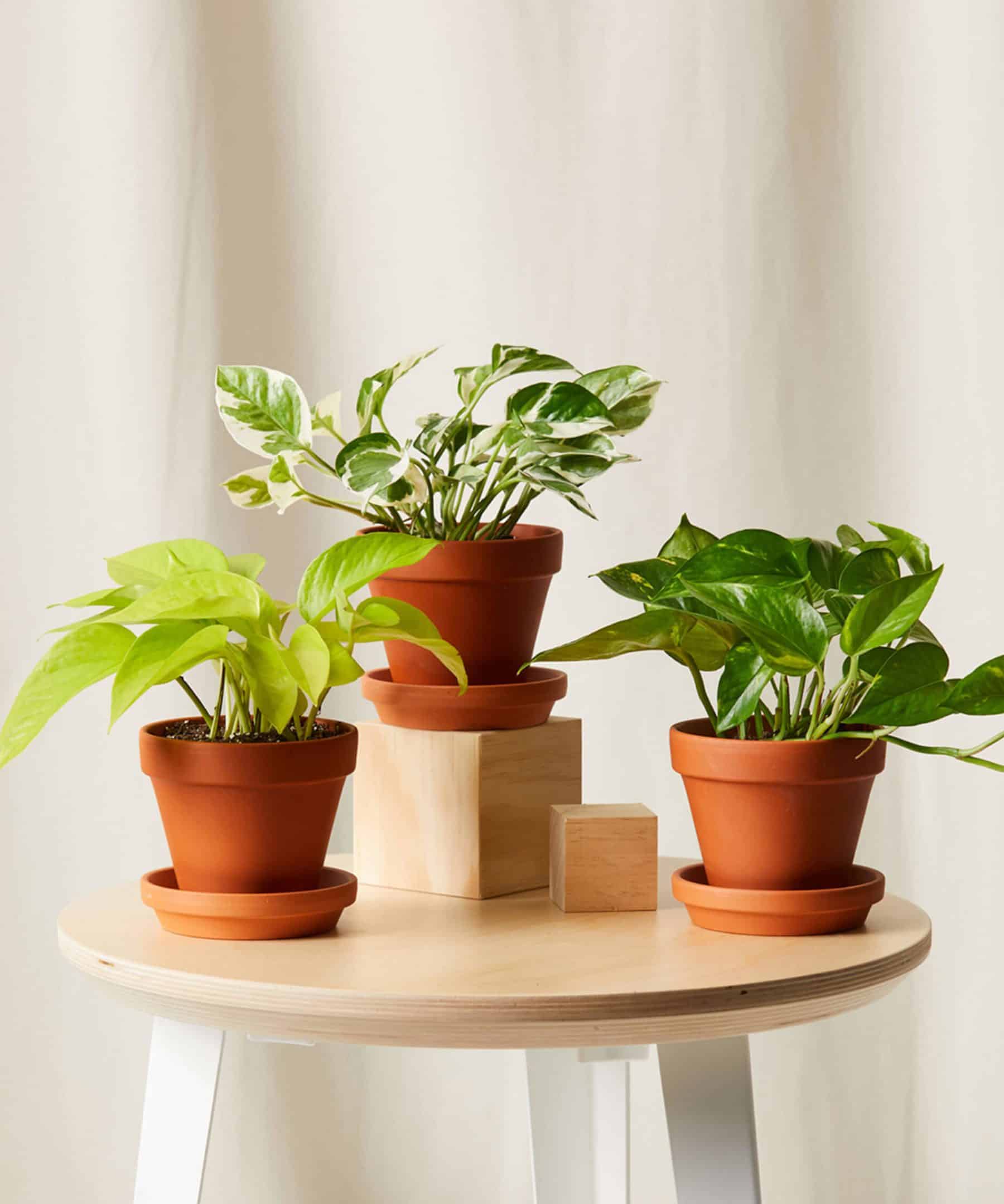 14 Beautiful Entryway Plant Ideas