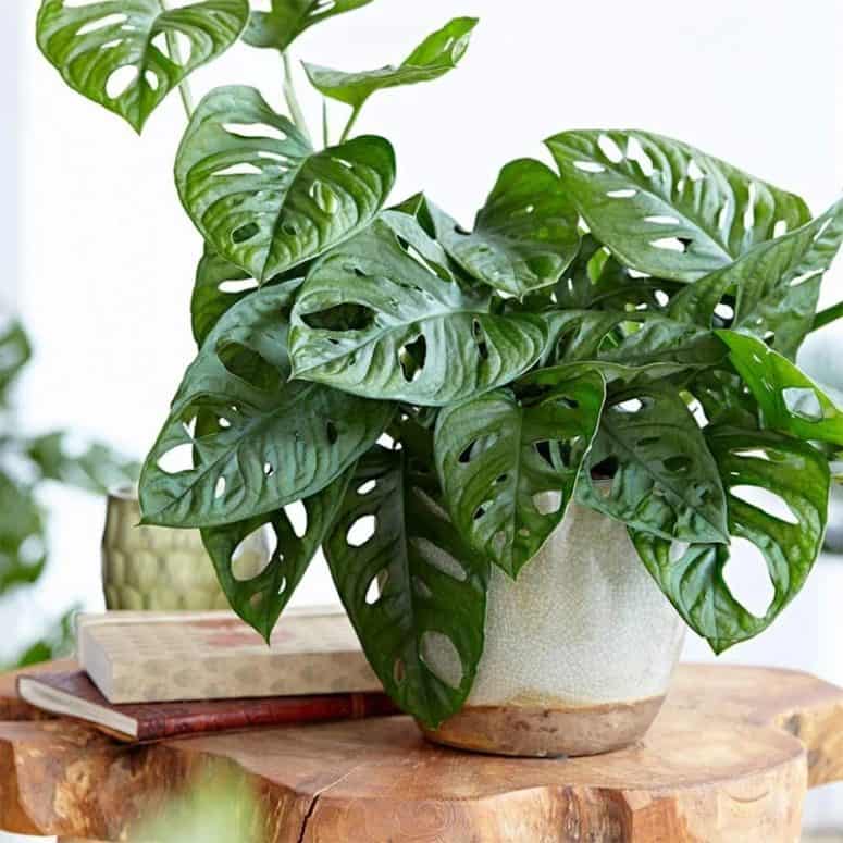 14 Beautiful Entryway Plant Ideas